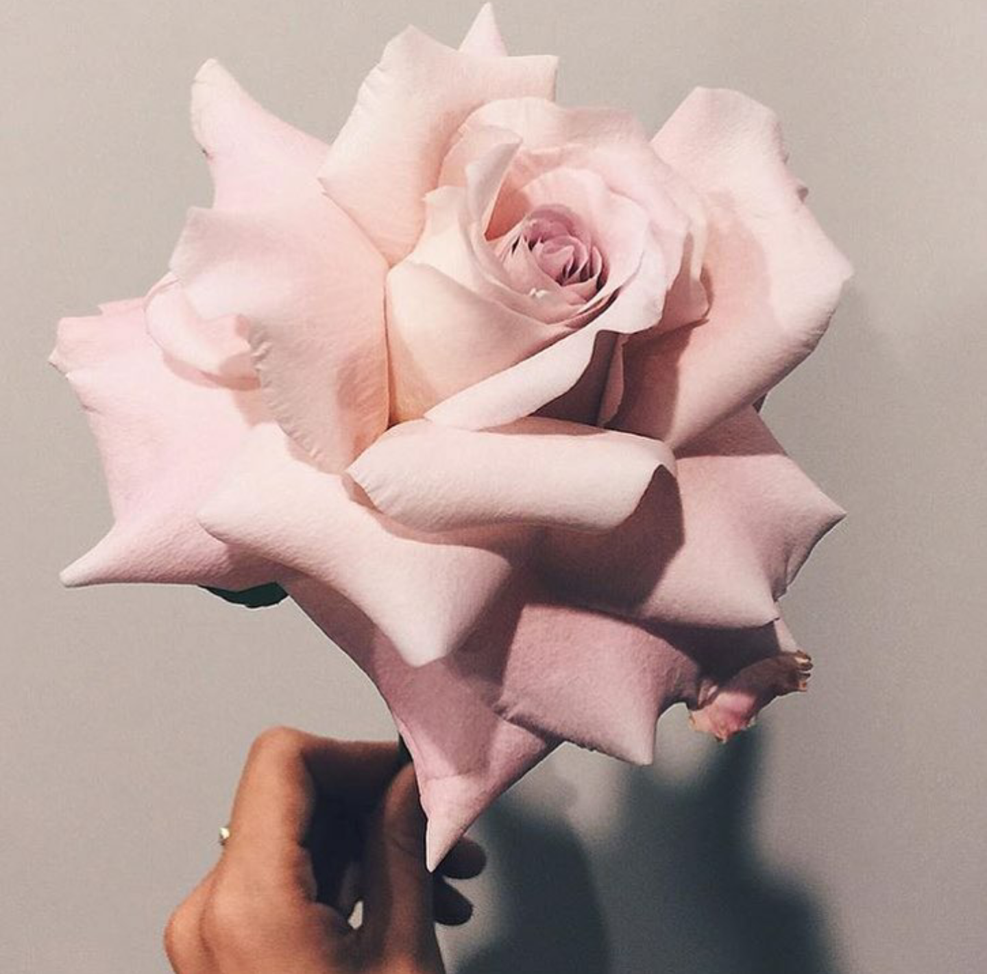 About – Stylish Roses